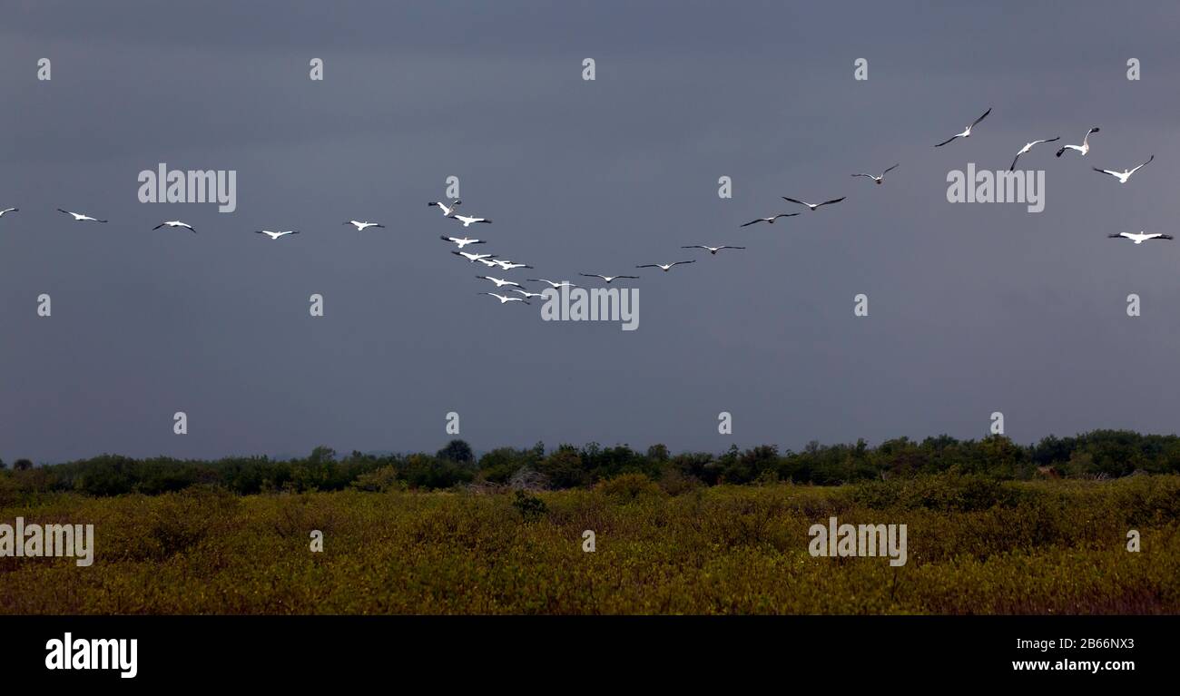 Pelicans flying v formation hi-res stock photography and images - Alamy