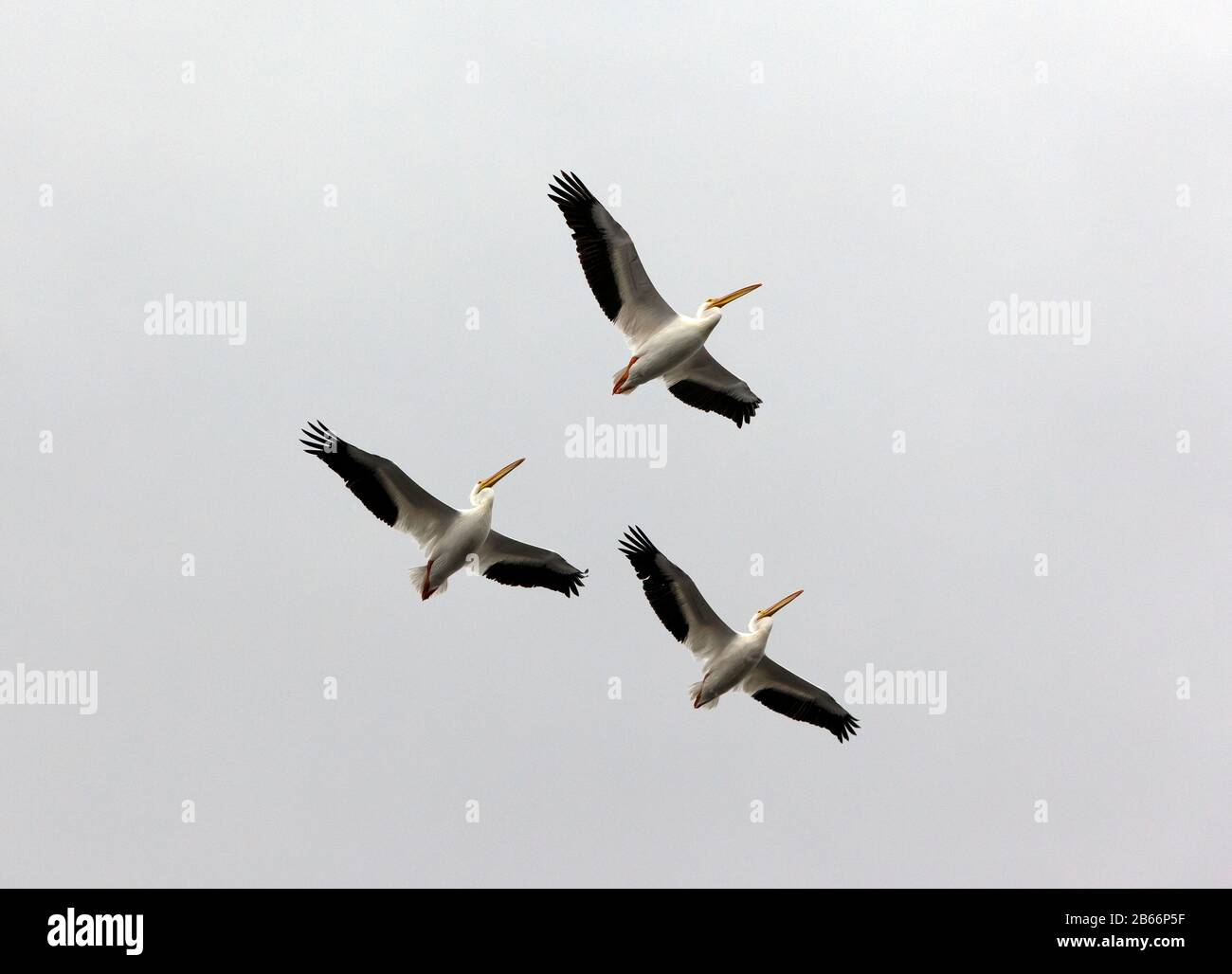 Pelicans flying v formation hi-res stock photography and images - Alamy