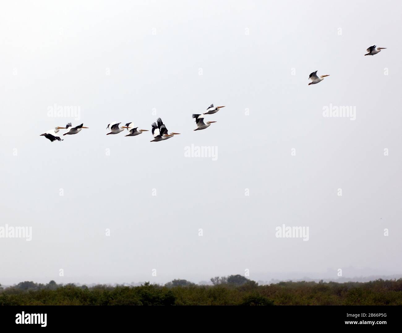 Pelicans flying v formation hi-res stock photography and images - Alamy