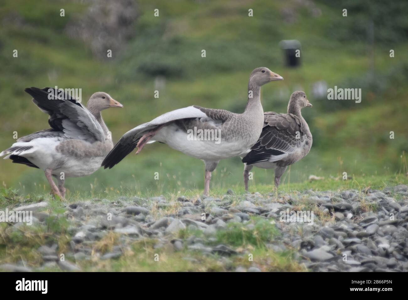 Breeding geese hi-res stock photography and images - Alamy