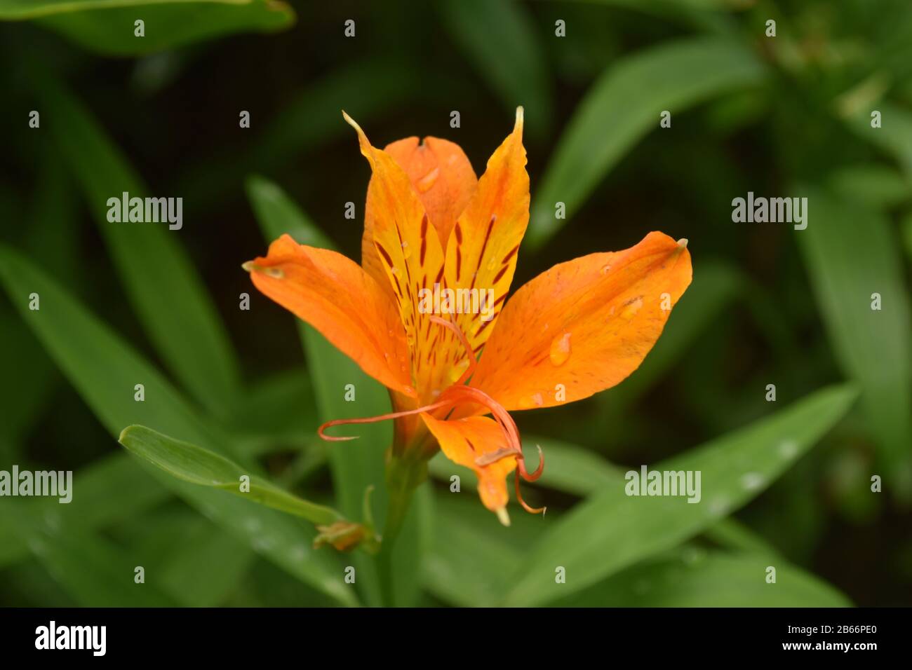 Peruvian lily (Colorita Amina Stock Photo - Alamy