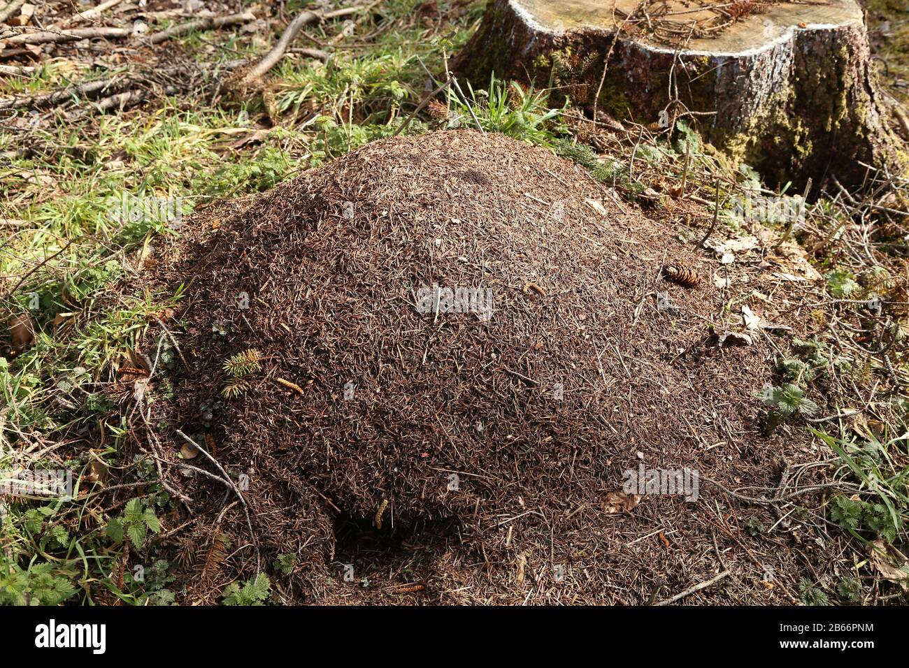 Big anthill in the forest among the trees Stock Photo - Alamy