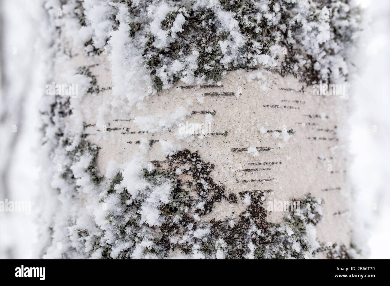Birch tree covered by snow and frost texture Stock Photo - Alamy
