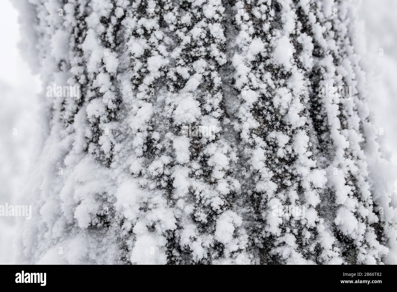 Birch tree covered by snow and frost texture Stock Photo - Alamy