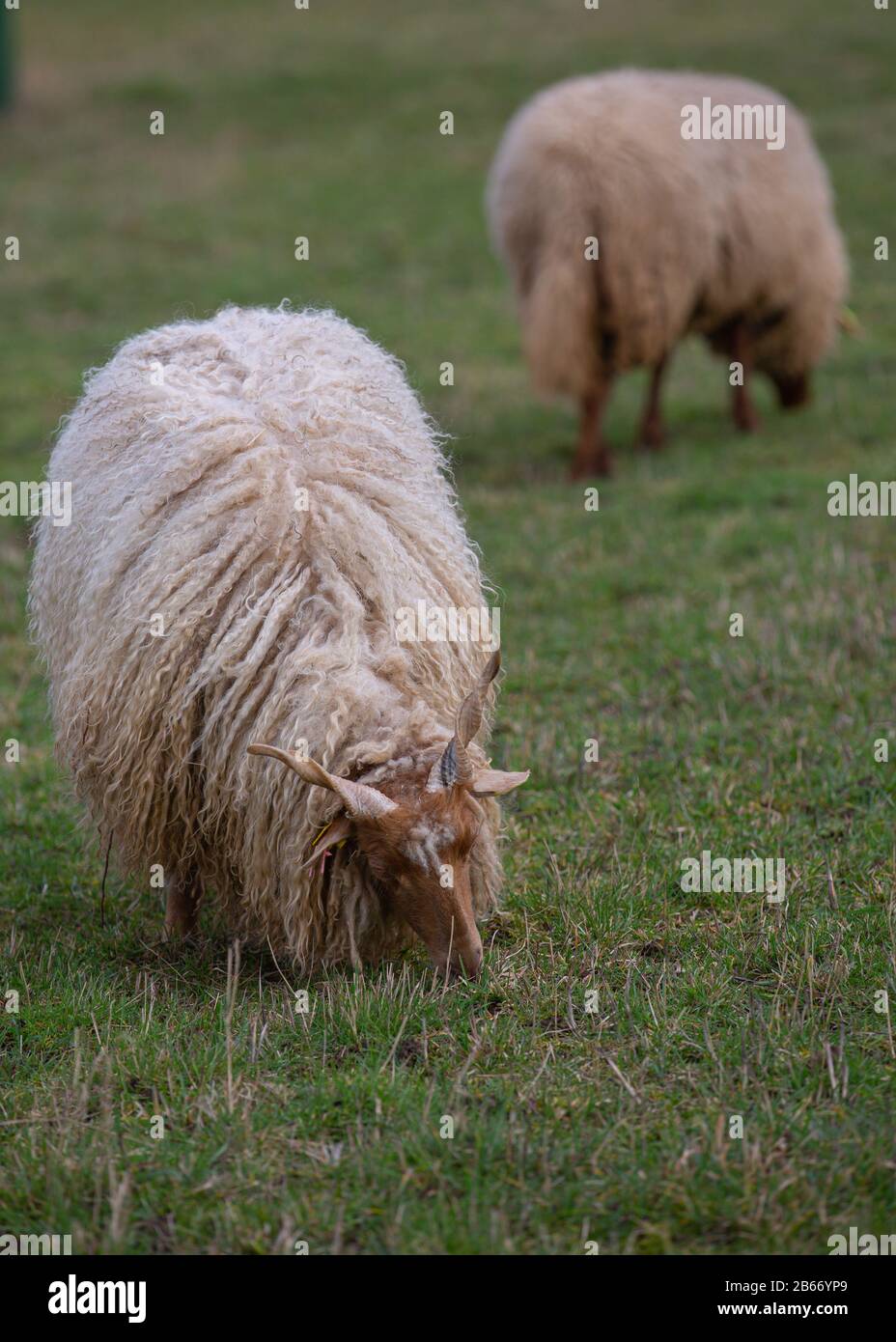 Ovis aries strepsiceros hungaricus hi-res stock photography and images ...