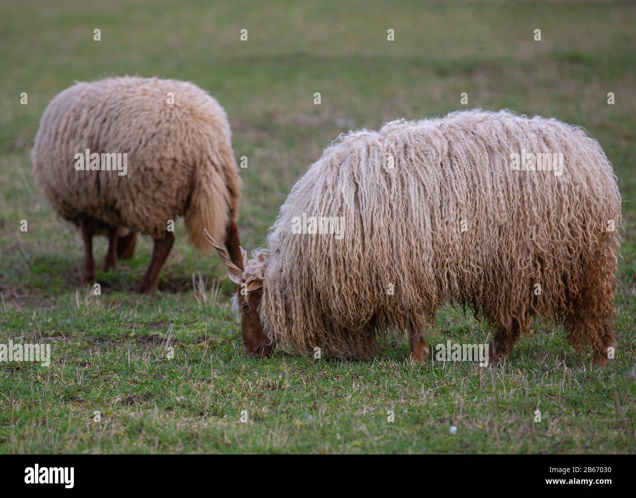 Ovis aries strepsiceros hungaricus hi-res stock photography and images ...