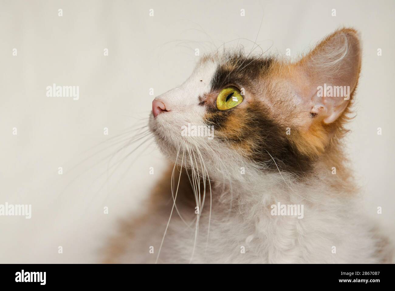 Studio photograph of a female La Perm cat Stock Photo - Alamy