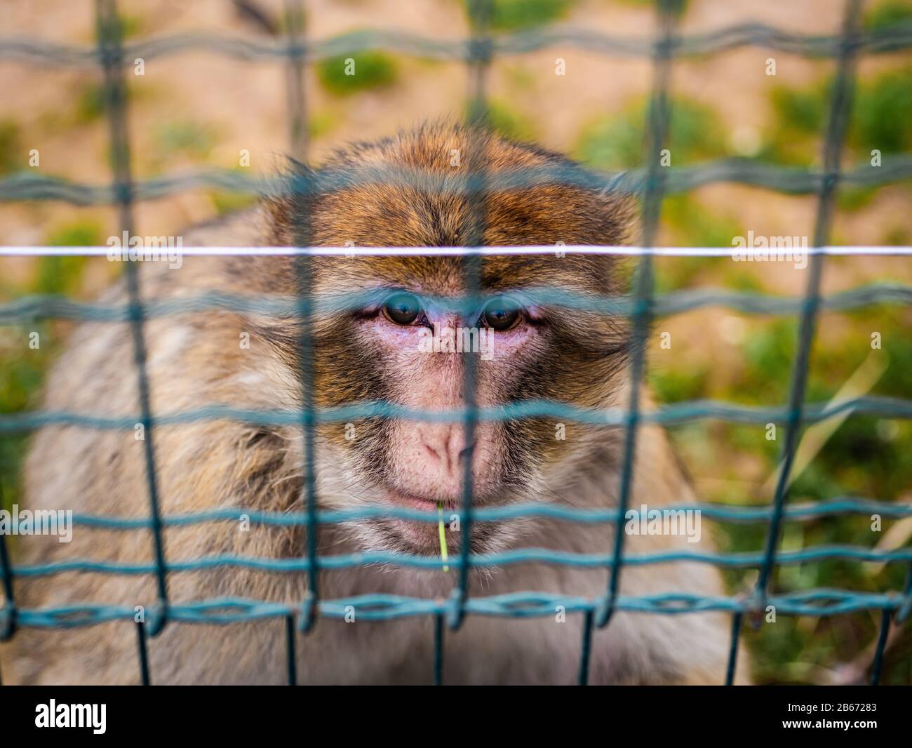 A Barbary Macaque Eats A Strand Of Grass From Behind Bars Stock Photo ...