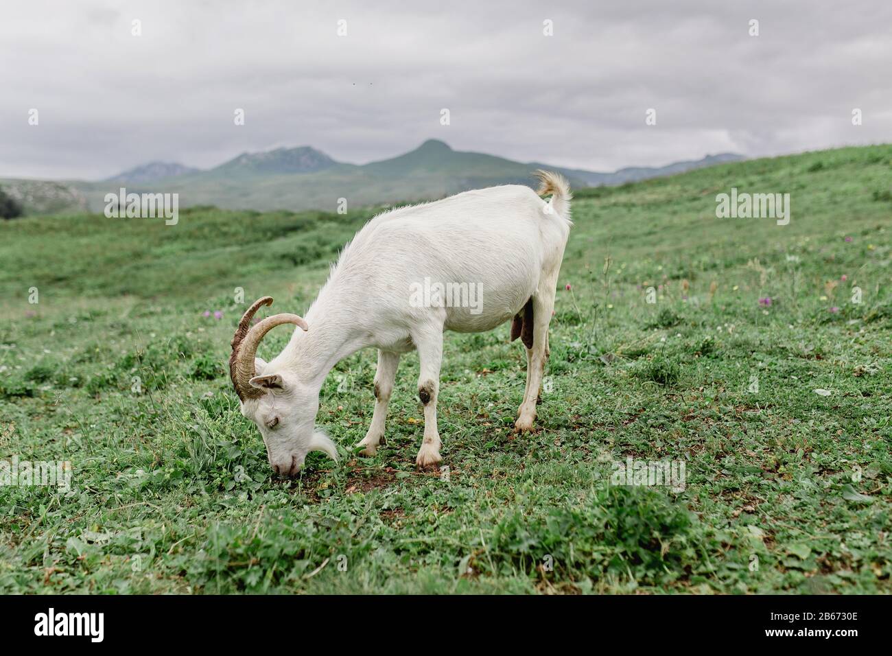 young goat grazing at the farm yard Stock Photo - Alamy