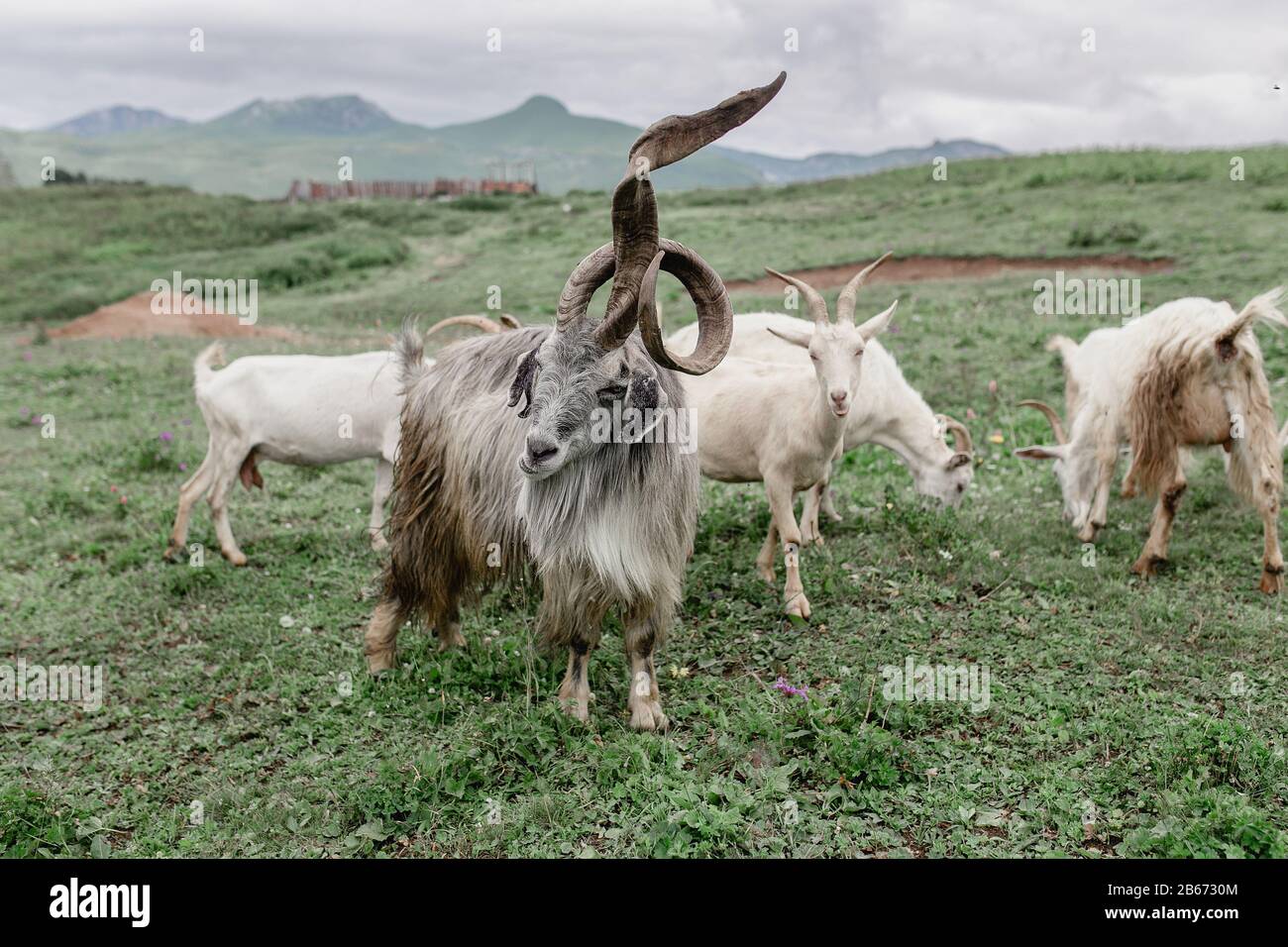 goat herd leader with huge horns unusual Stock Photo - Alamy