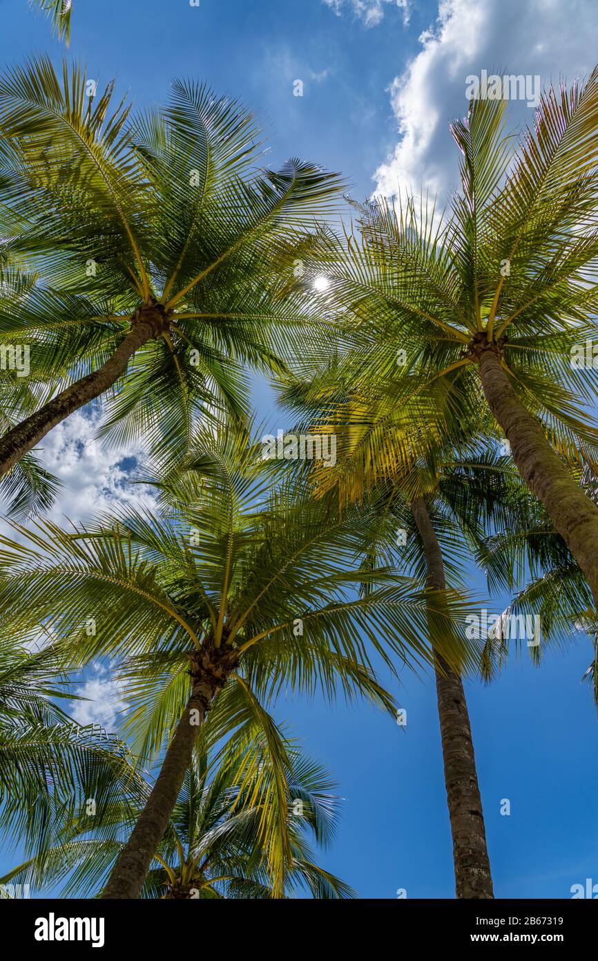 Coconut trees at the tropical beach Stock Photo - Alamy