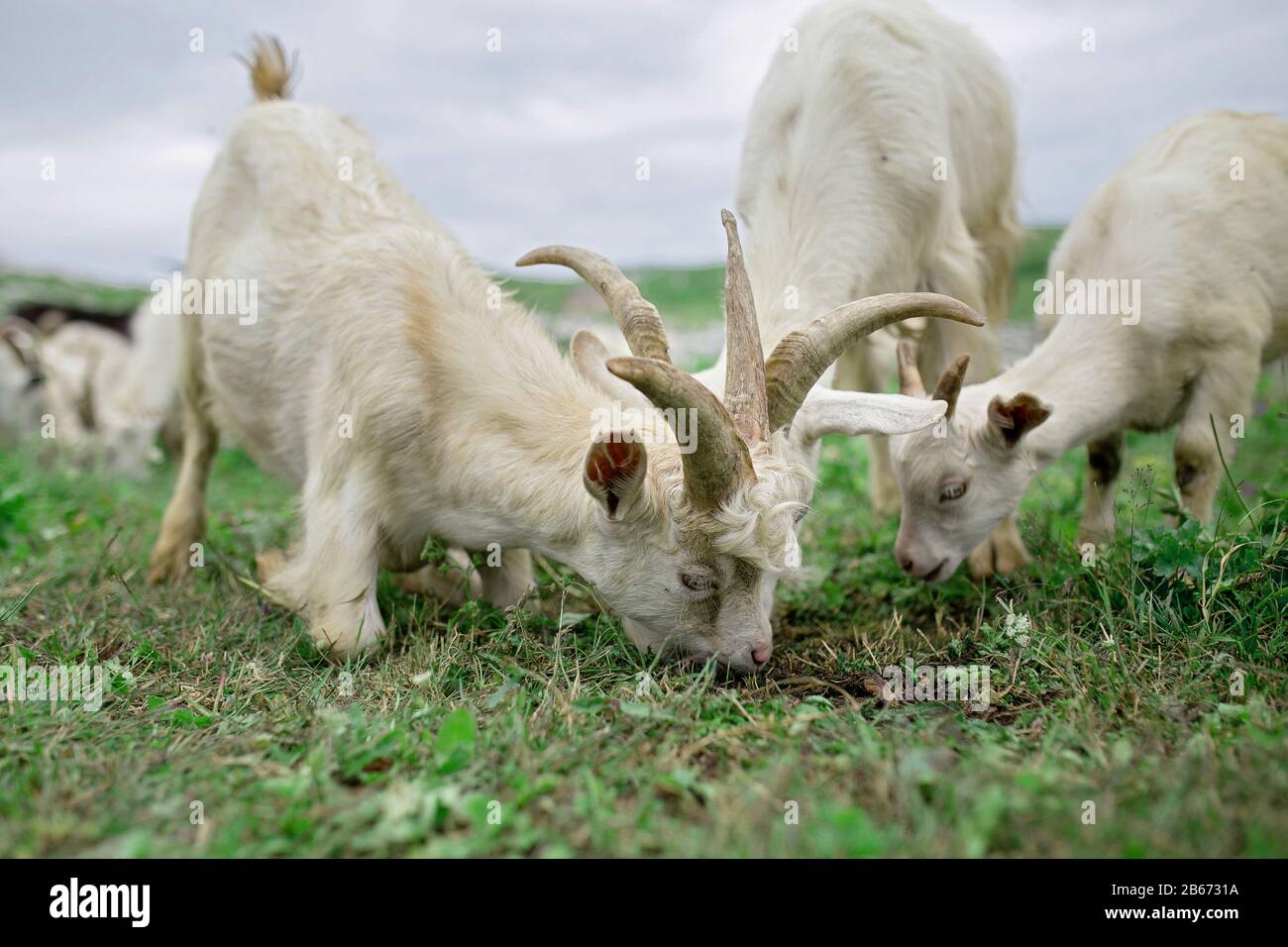 Goats grazing at cloudy day on a green field outdoors Stock Photo - Alamy
