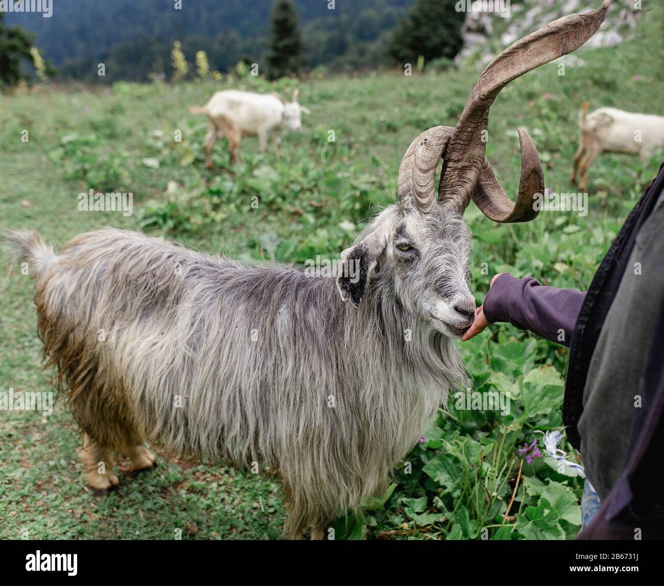 Shepherd feeding with salt a herd of goats on a green pasture Stock ...