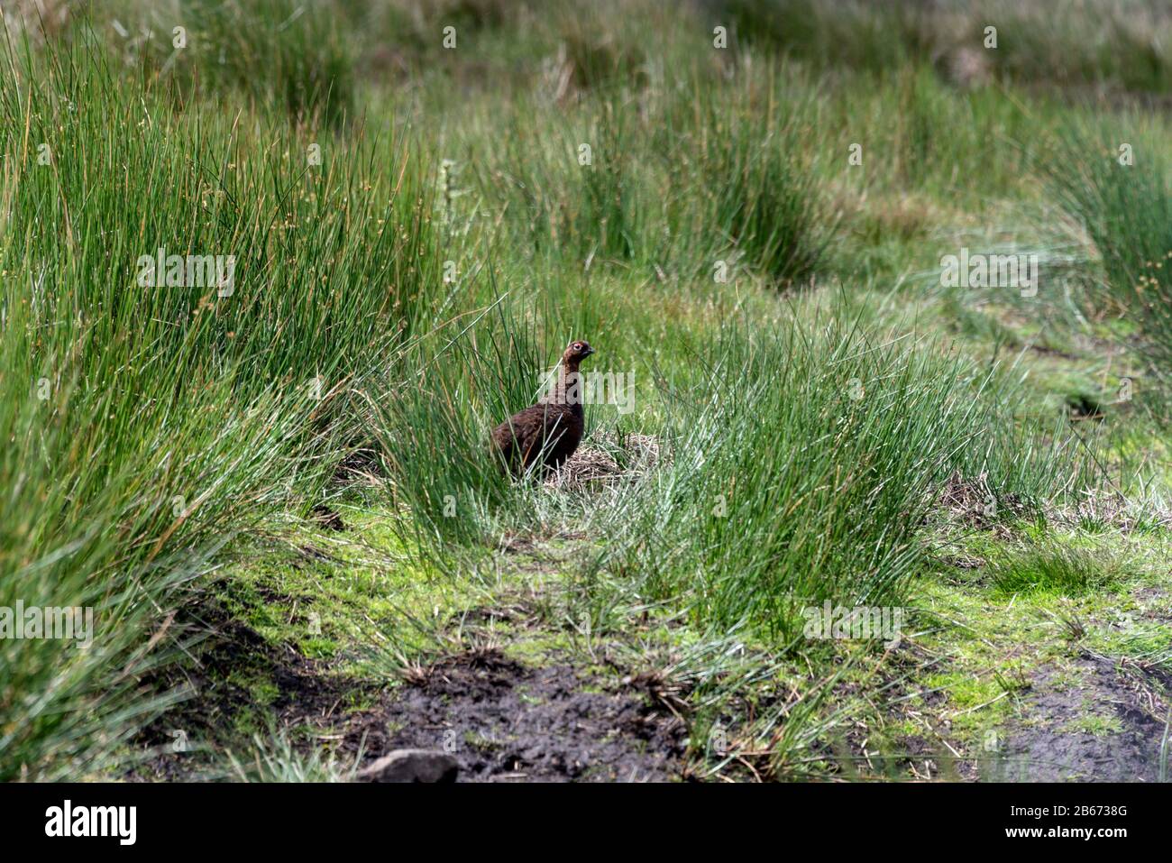 Moor hen hi-res stock photography and images - Alamy