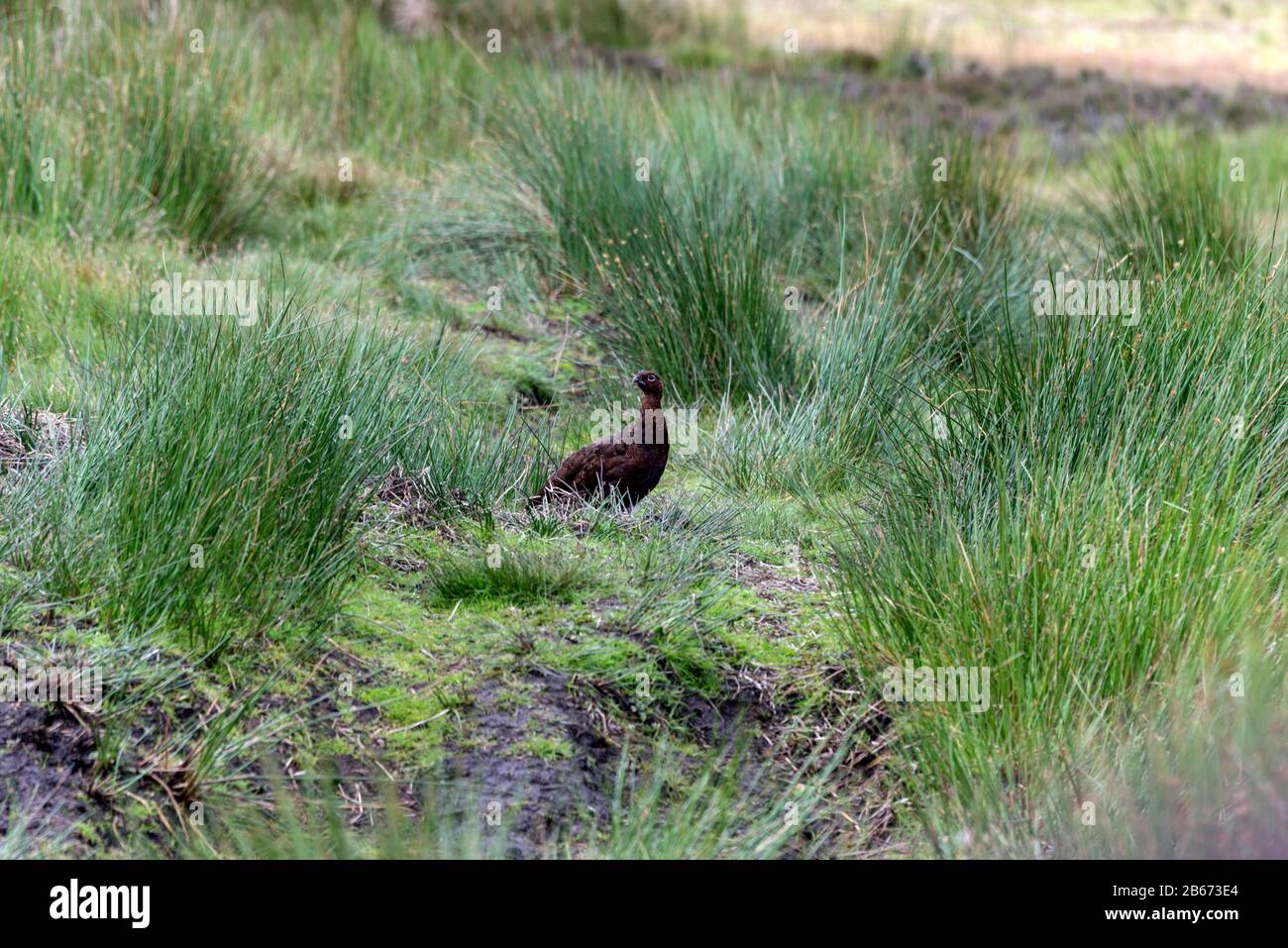 Wondering wildlife hi-res stock photography and images - Alamy