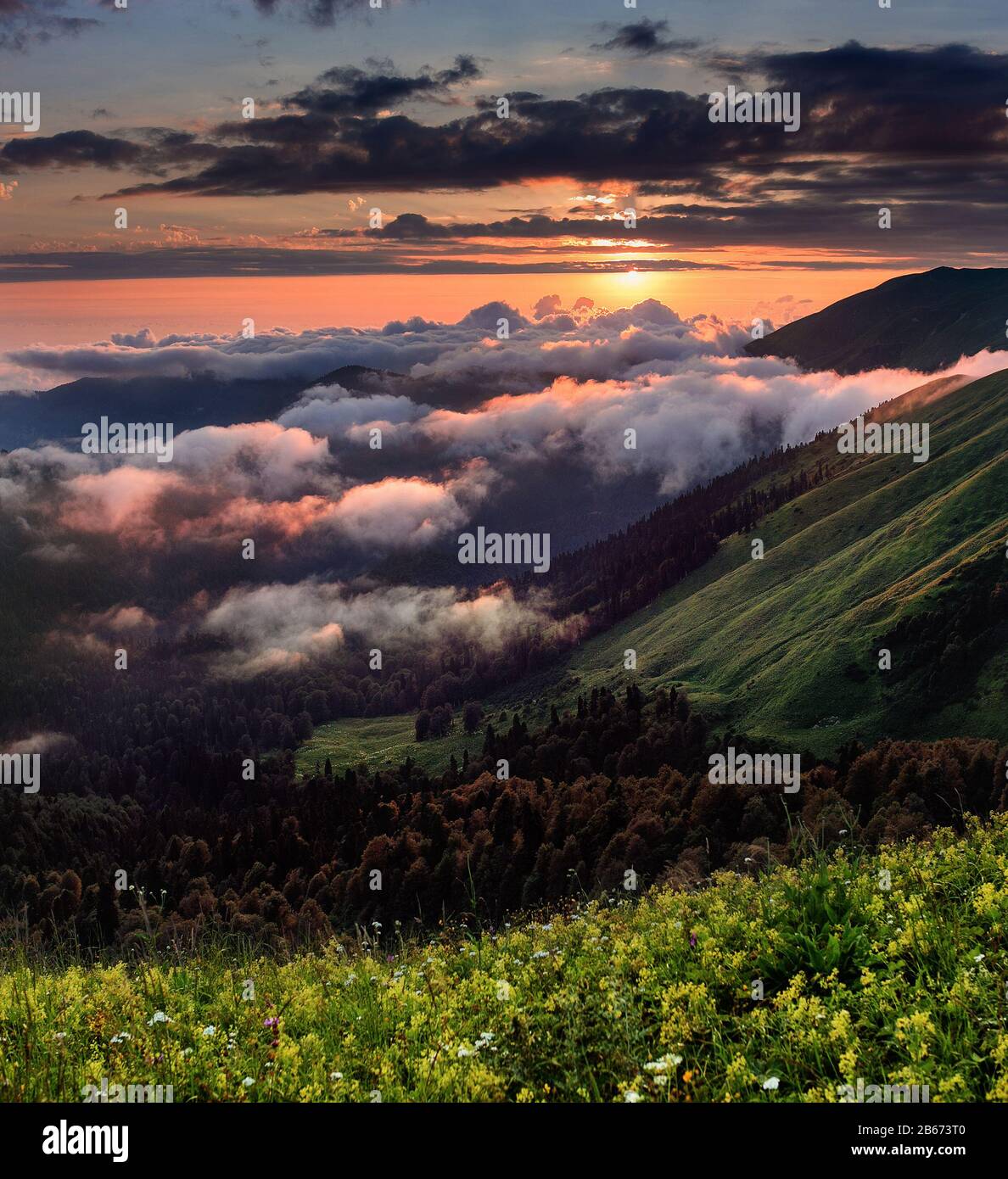 Mountain panoramic forest landscape under evening sky with fog and ...