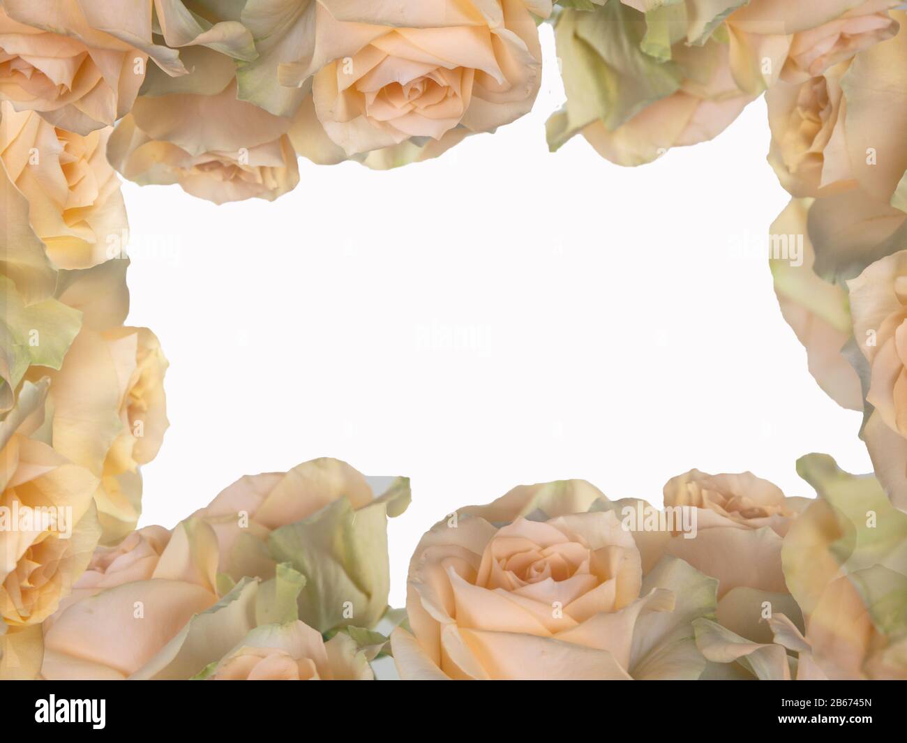 Frame of rosy rose flowers on white background with copy space Stock ...