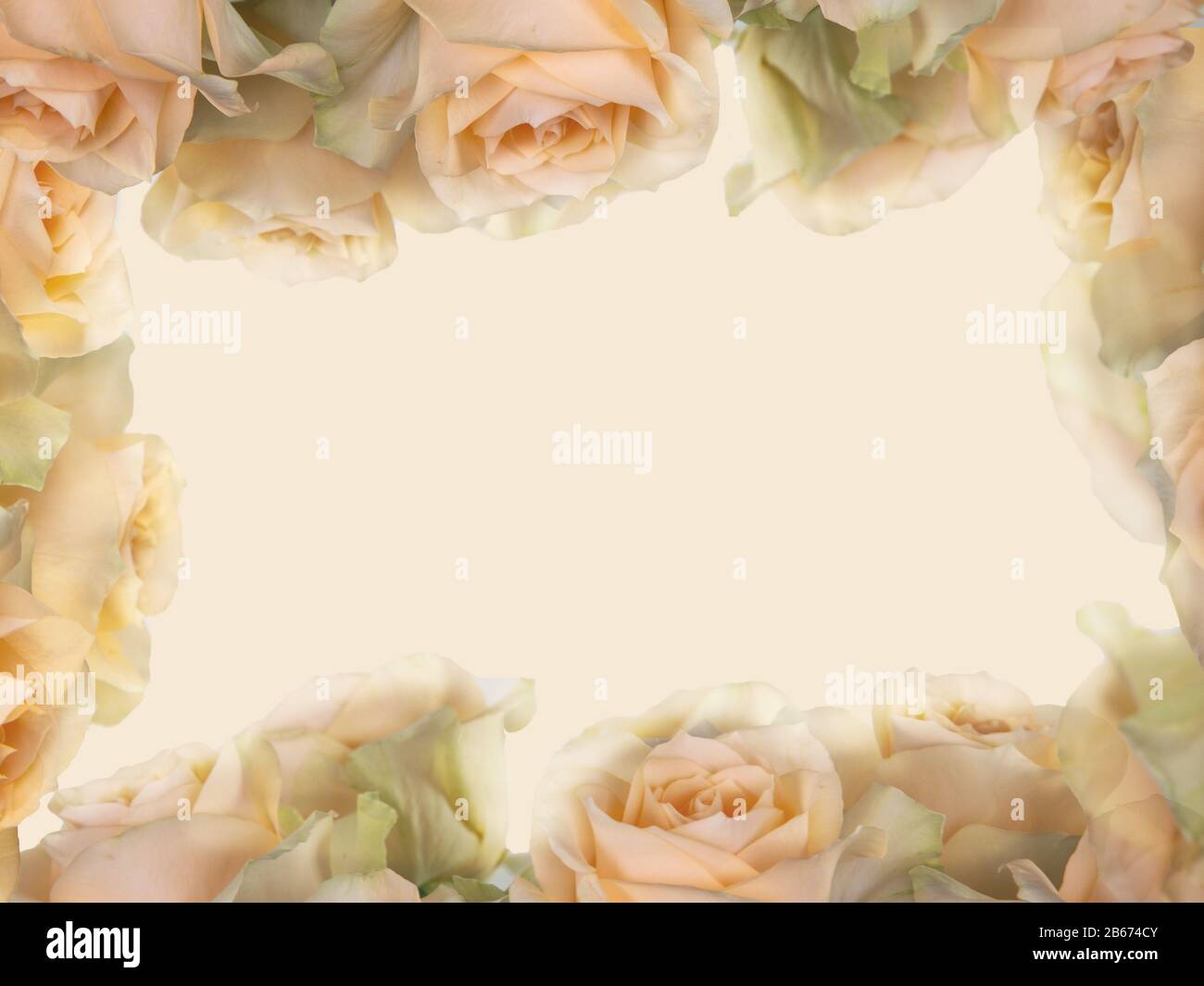Frame of rosy rose flowers on rosy background with copy space Stock ...