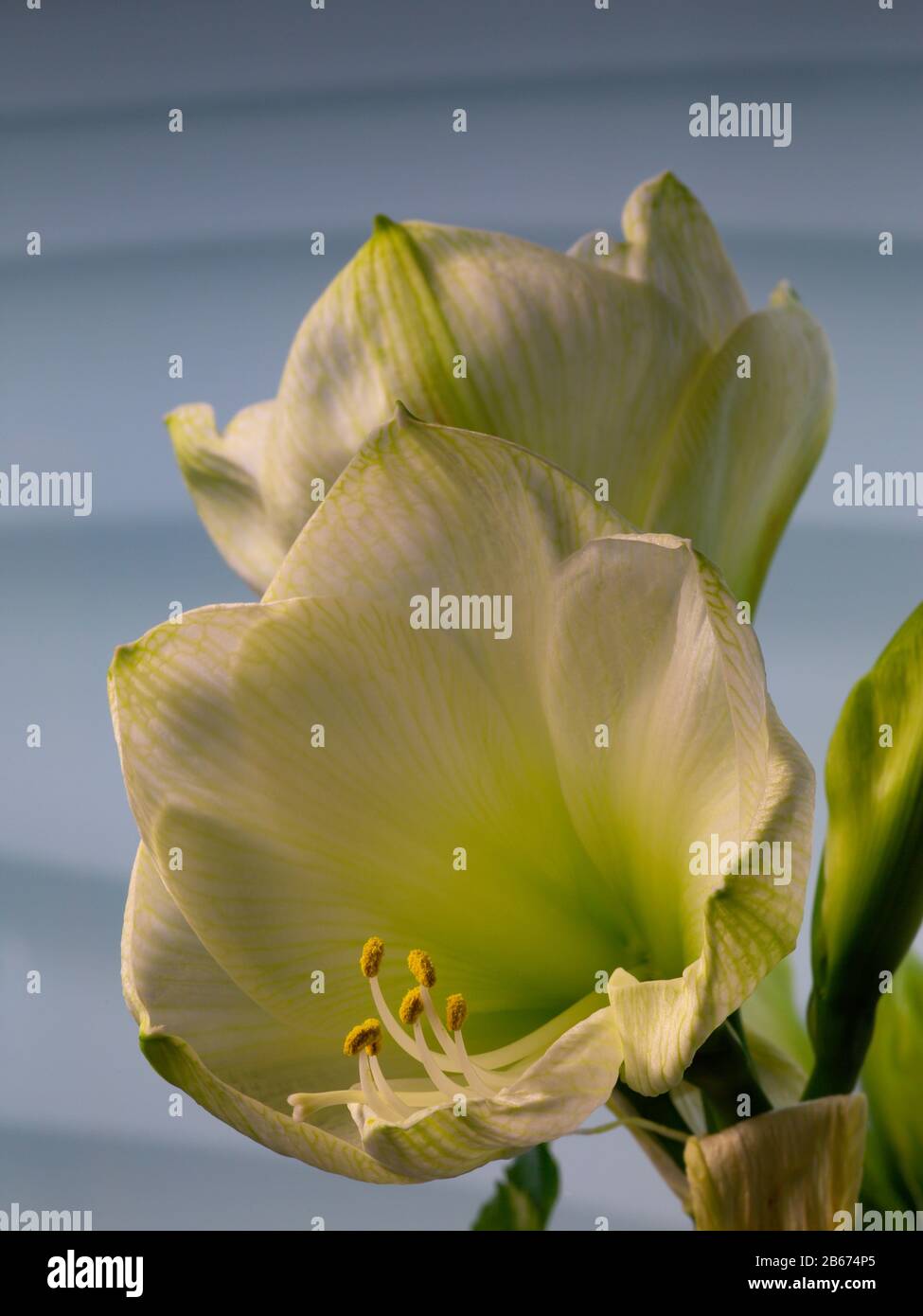 White Amaryllis flower in full bloom in front of a light gray ...