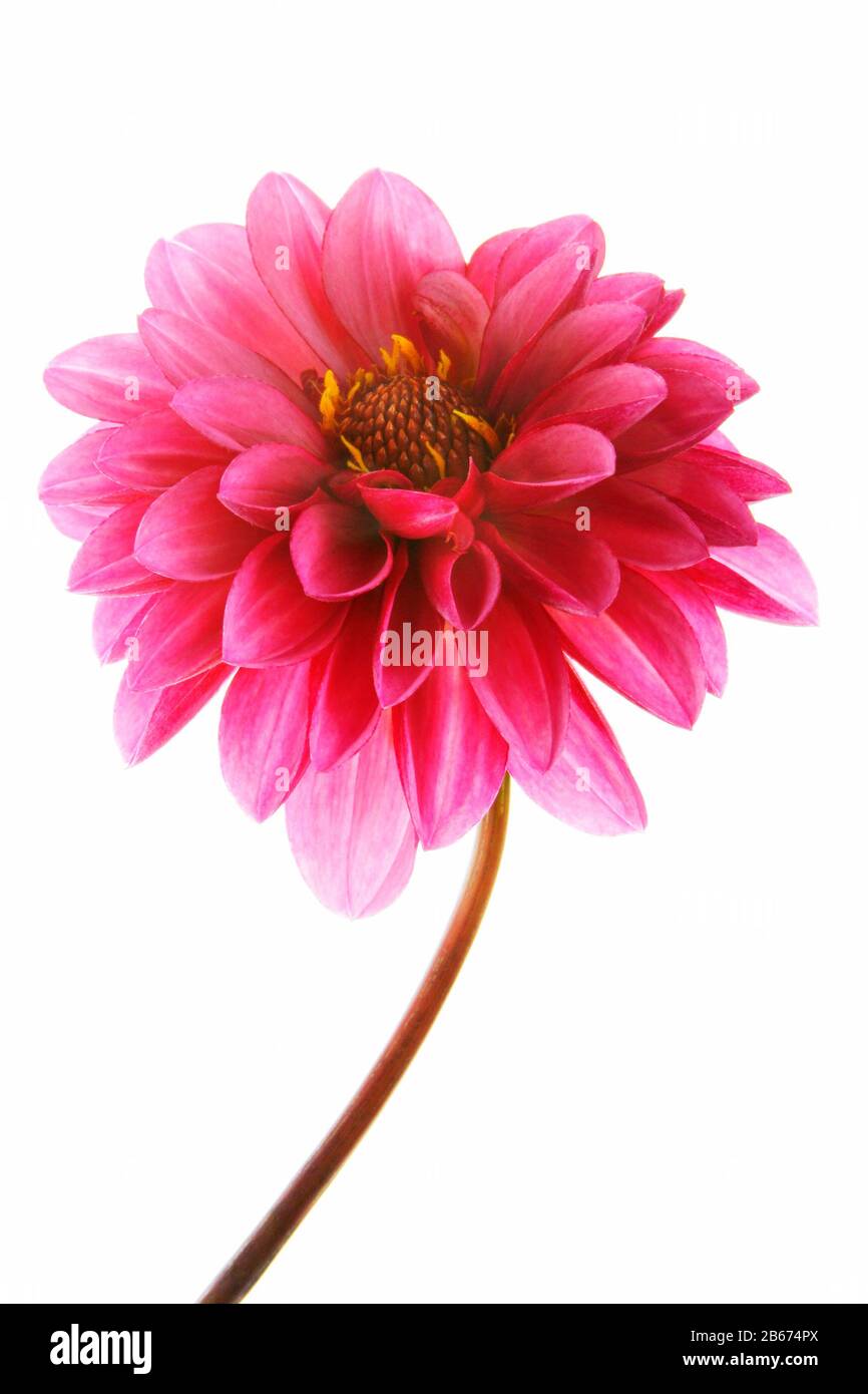 pink dahlia on white background Stock Photo - Alamy