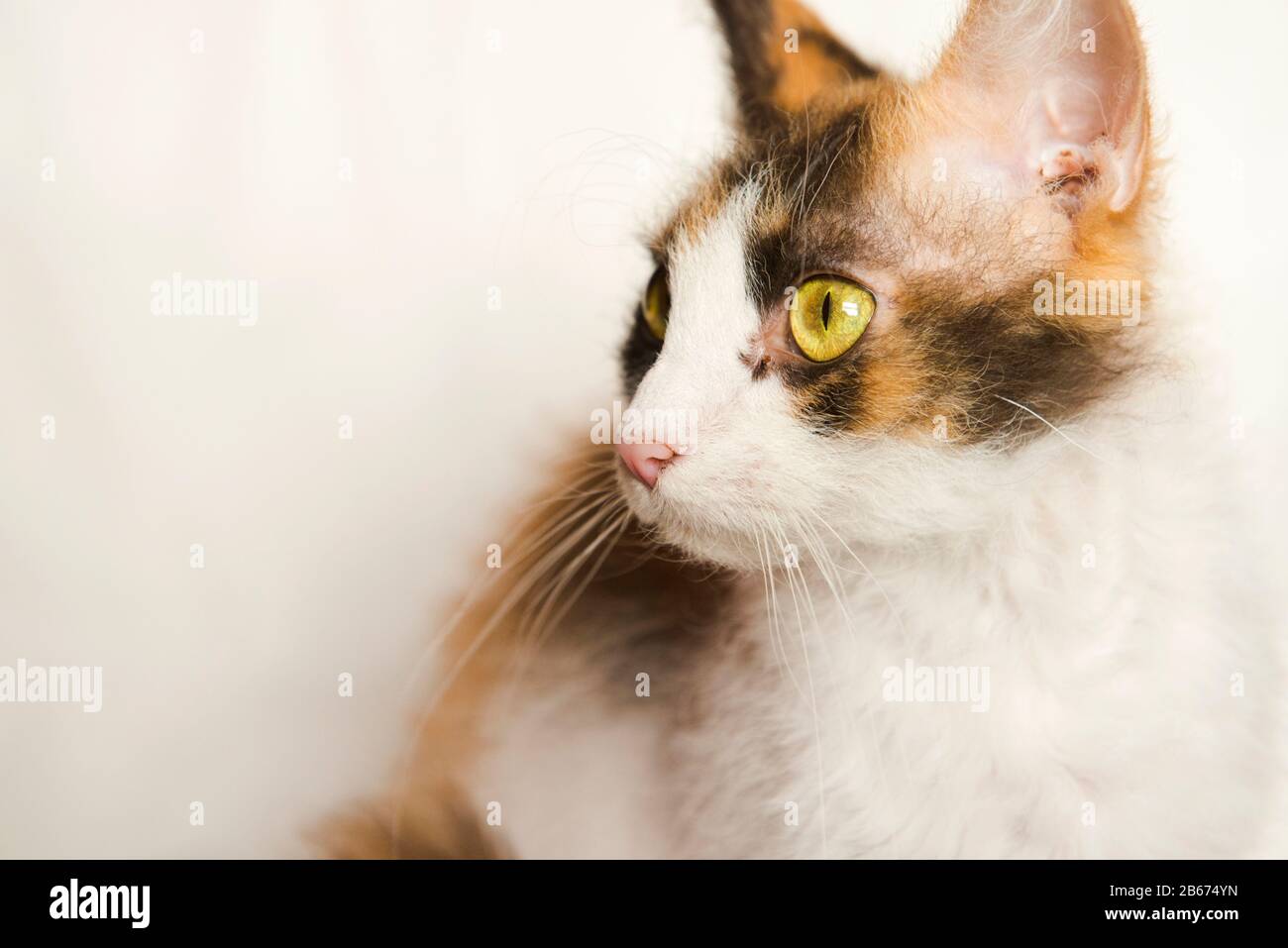 La Perm female cat portrait Stock Photo - Alamy