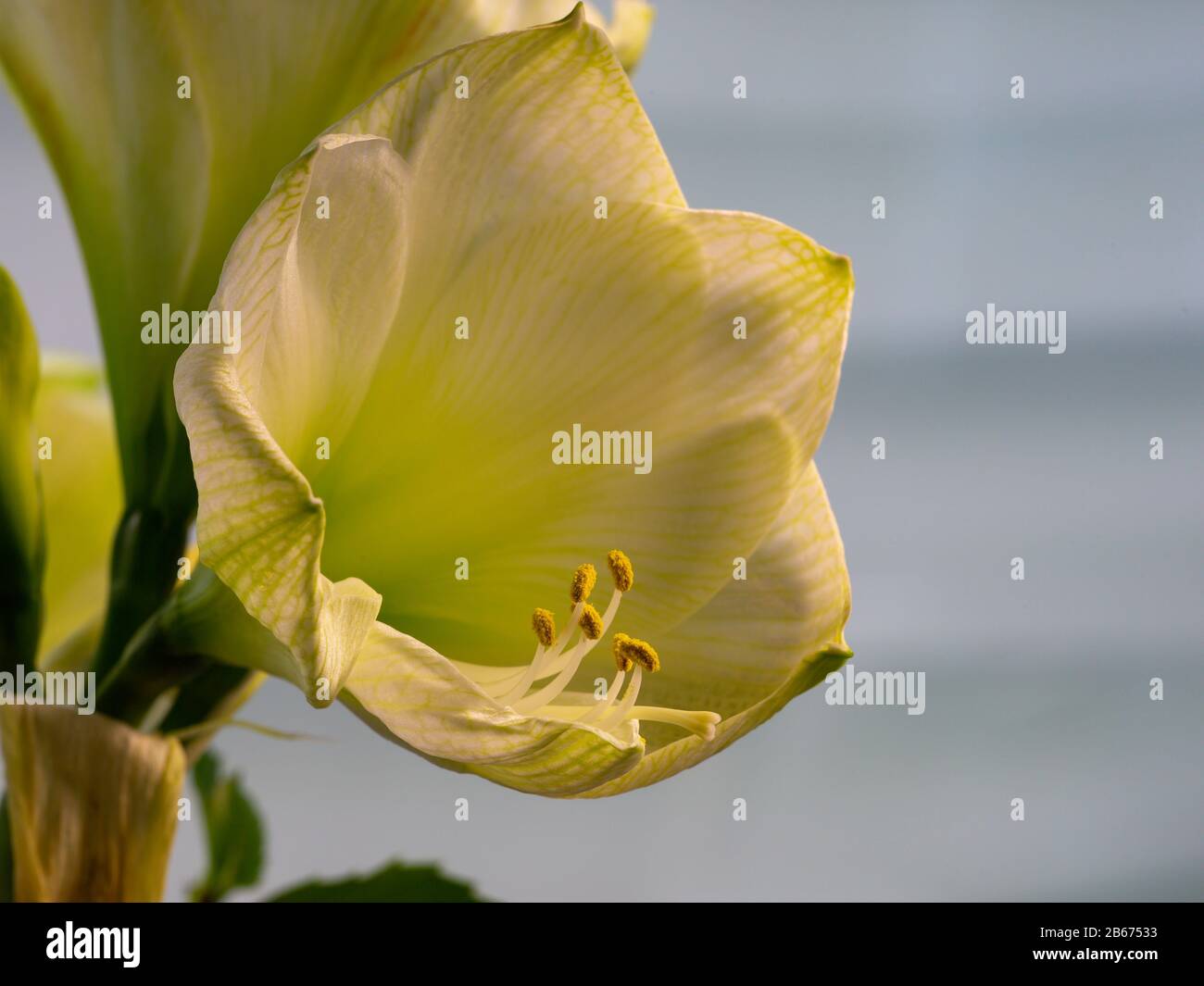 White Amaryllis flower in full bloom in front of a light gray ...