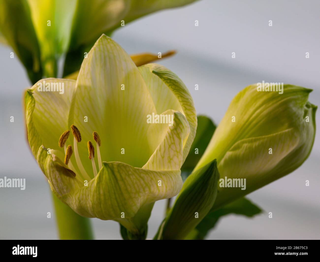 White Amaryllis flower in full bloom in front of a light gray ...