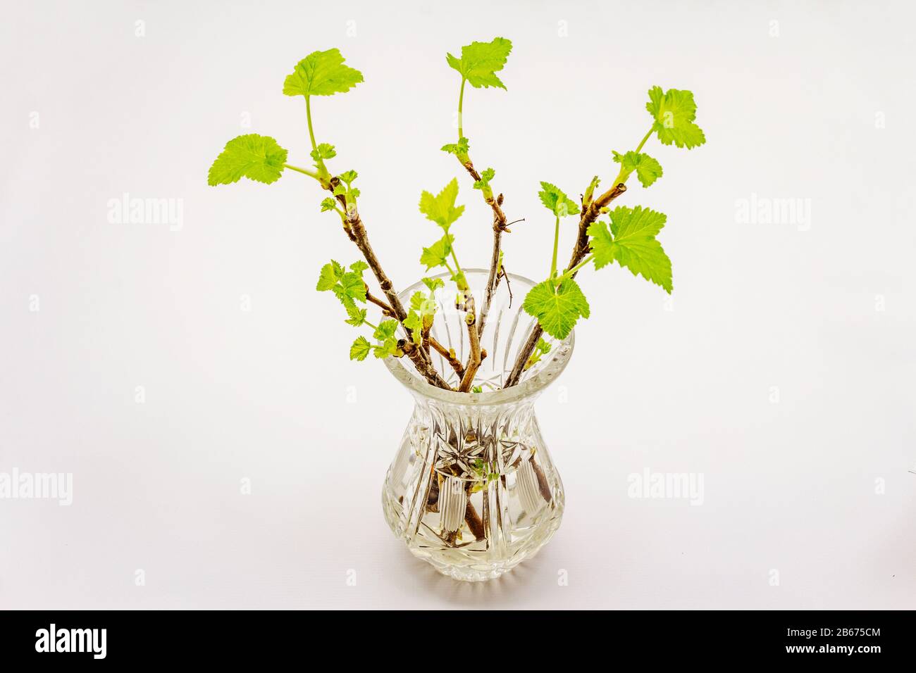 Sprigs of currant with green leaves in crystal vase isolated on white ...