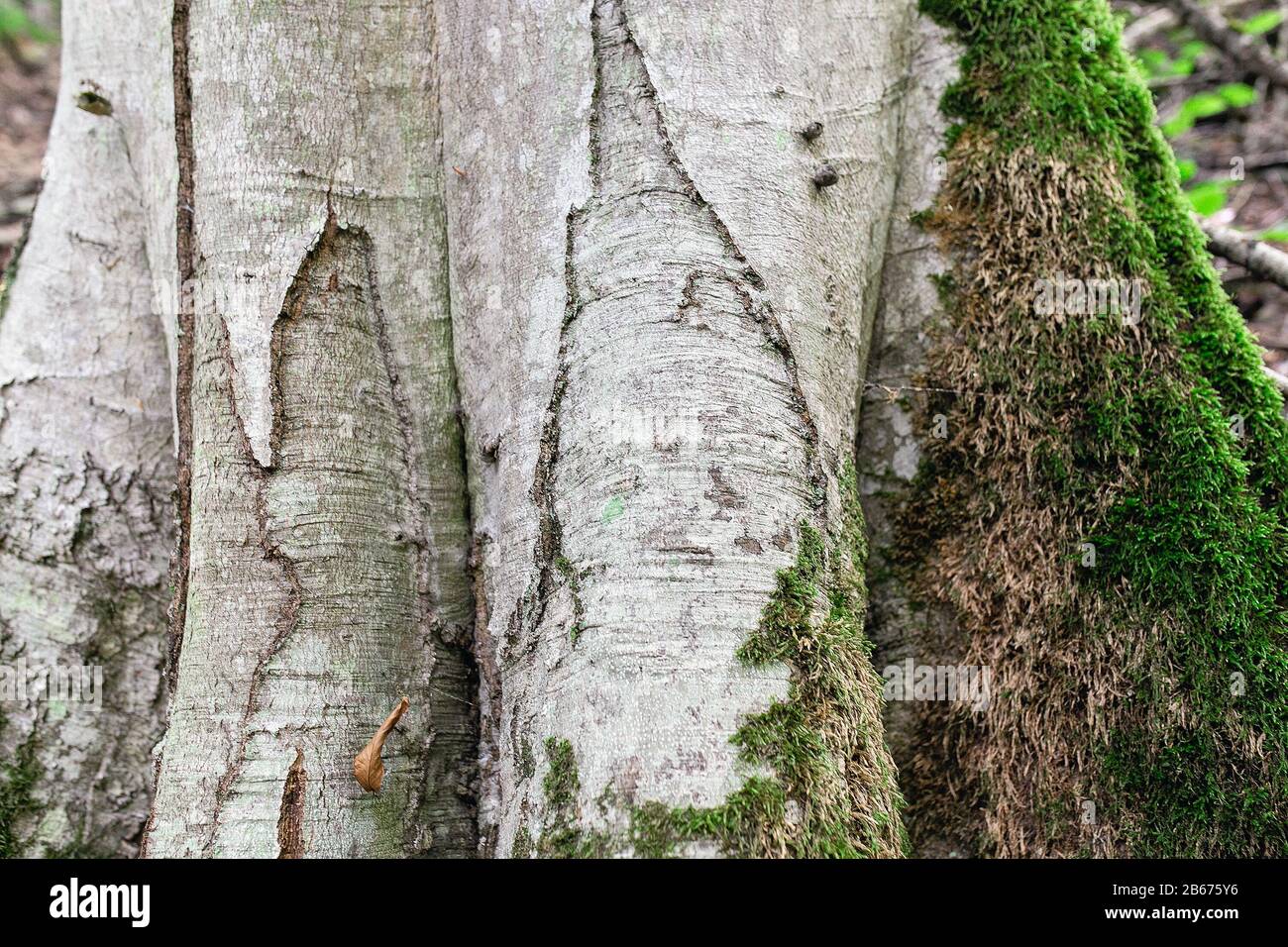 Sycamore tree roots hi-res stock photography and images - Alamy
