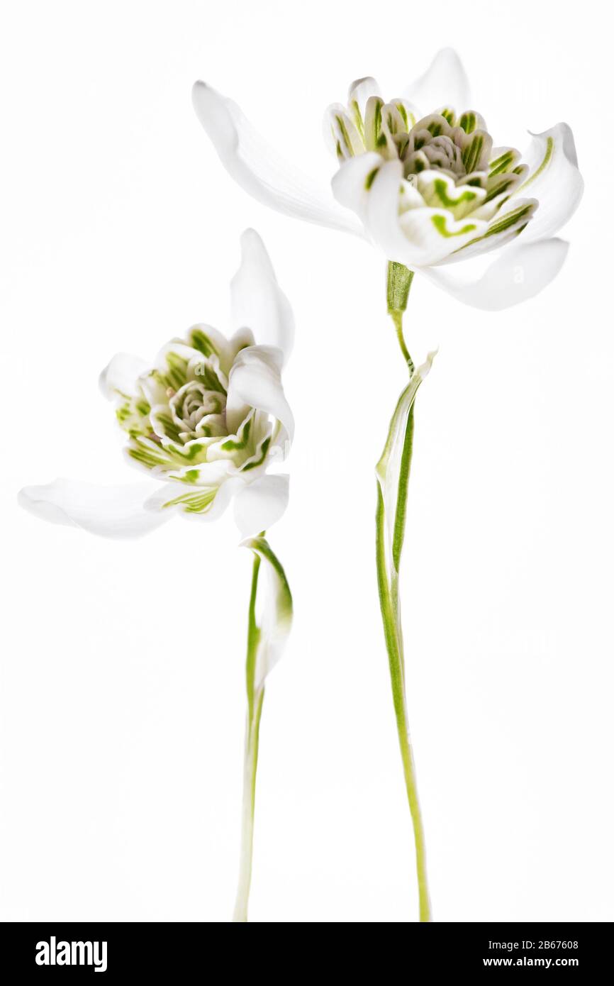 two snowdrops on white background Stock Photo - Alamy