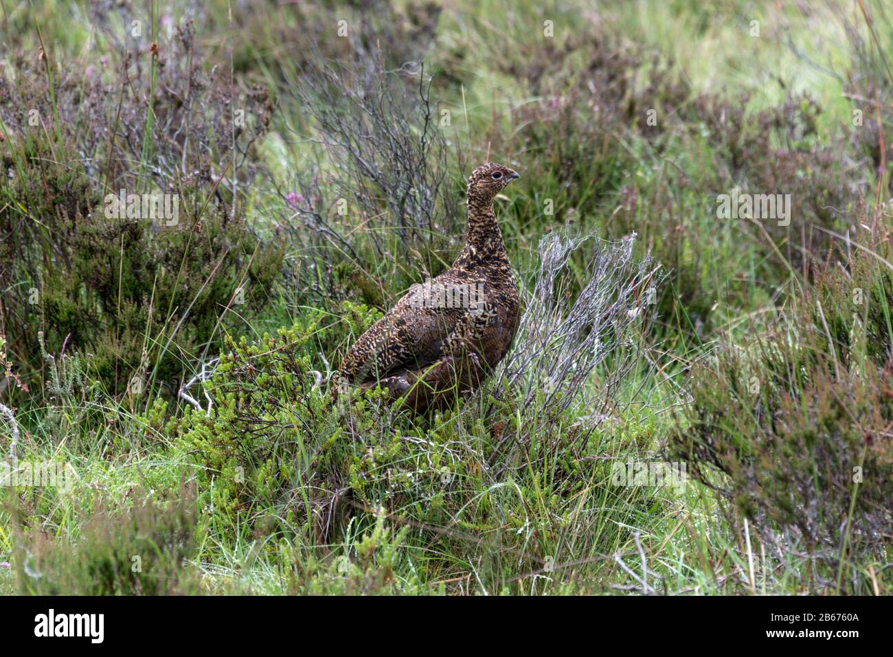 A red grouse hen, a game bird, wondering in the heather-covered ...