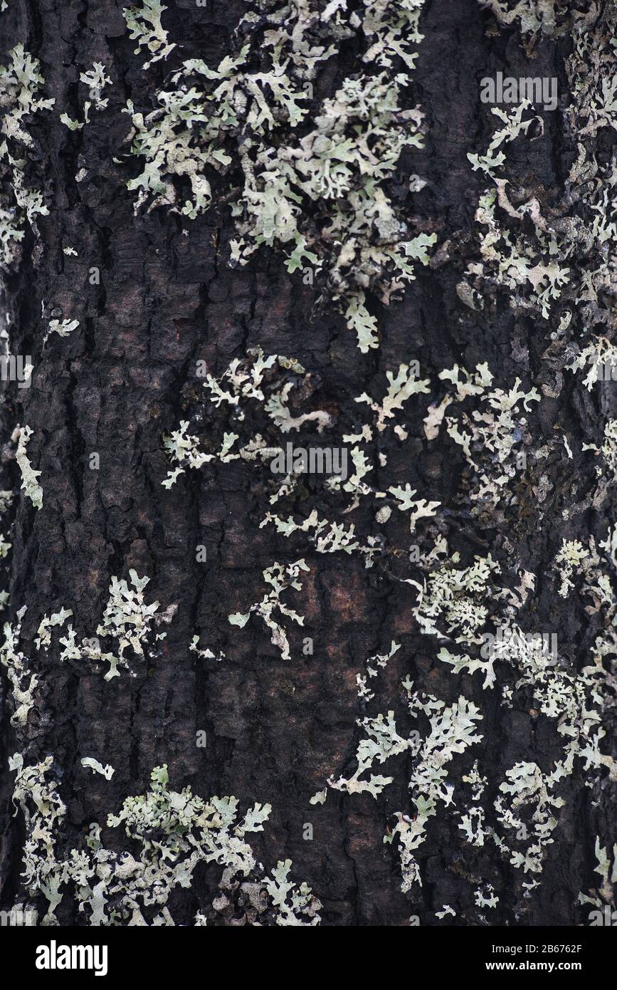 Willow trunk close-up, overgrown with moss and lichen Stock Photo - Alamy