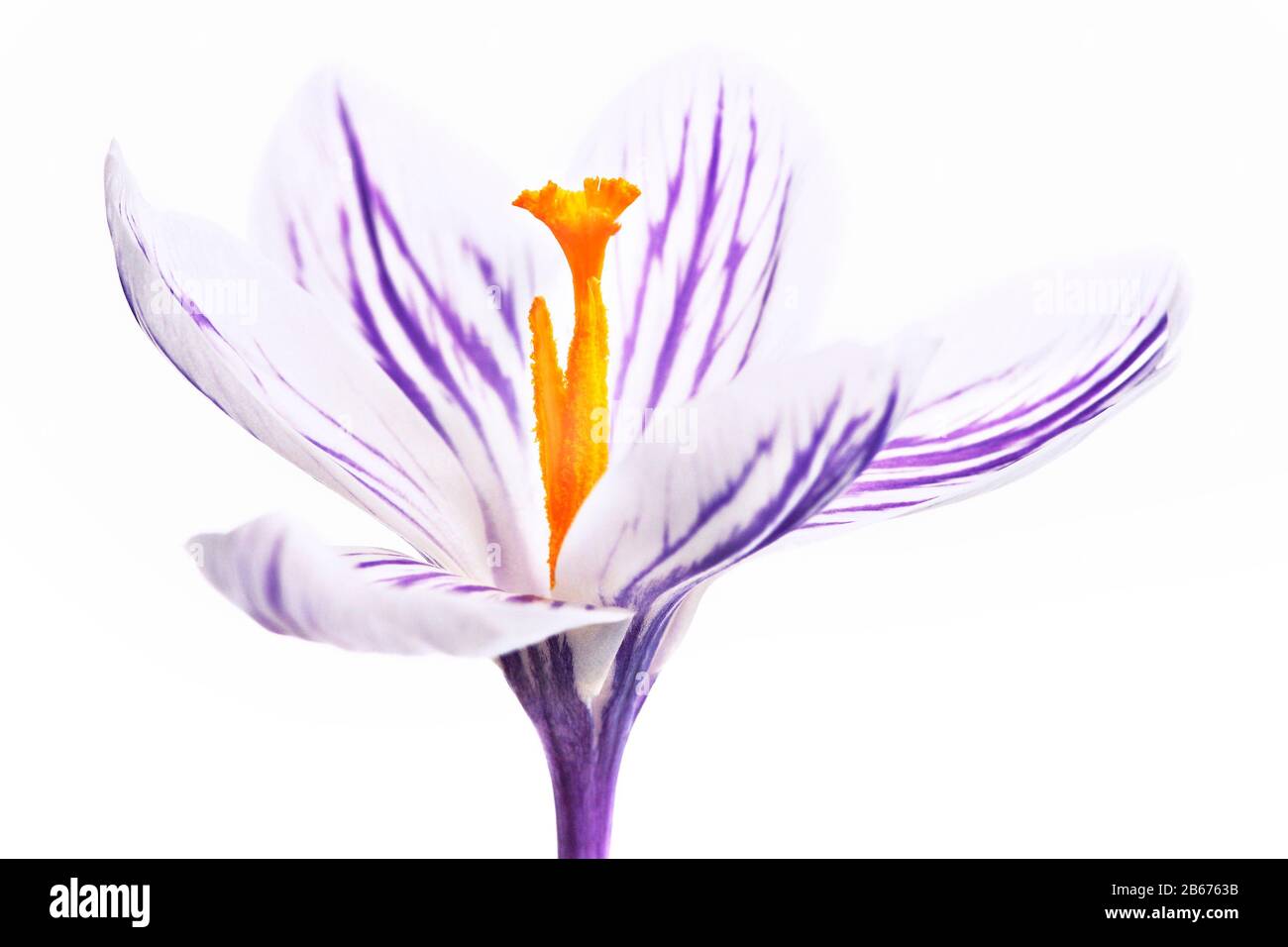 blue and white crocus on white background Stock Photo - Alamy