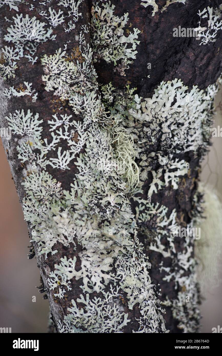 Willow trunk close-up, overgrown with moss and lichen Stock Photo - Alamy