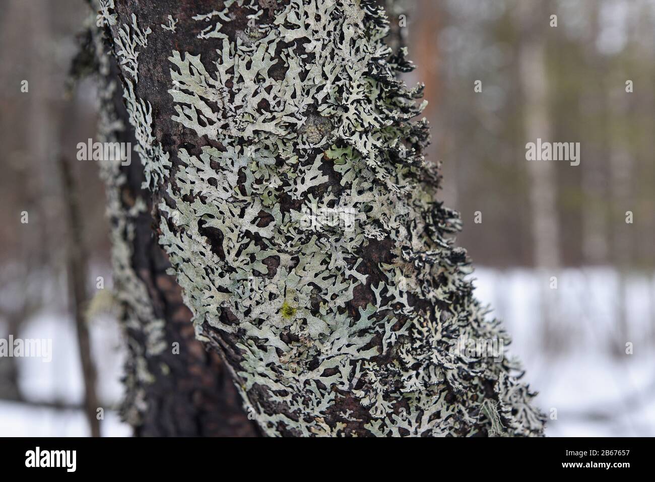 Willow trunk close-up, overgrown with moss and lichen Stock Photo - Alamy