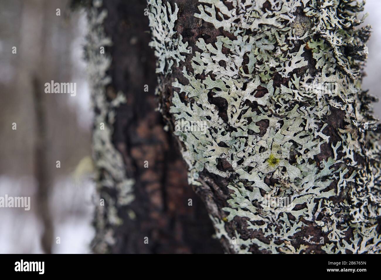 Willow trunk close-up, overgrown with moss and lichen Stock Photo - Alamy