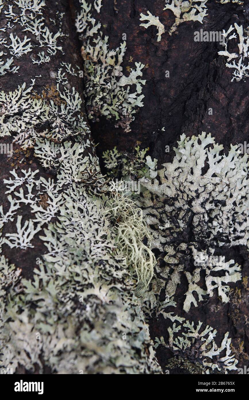 Willow trunk close-up, overgrown with moss and lichen Stock Photo - Alamy