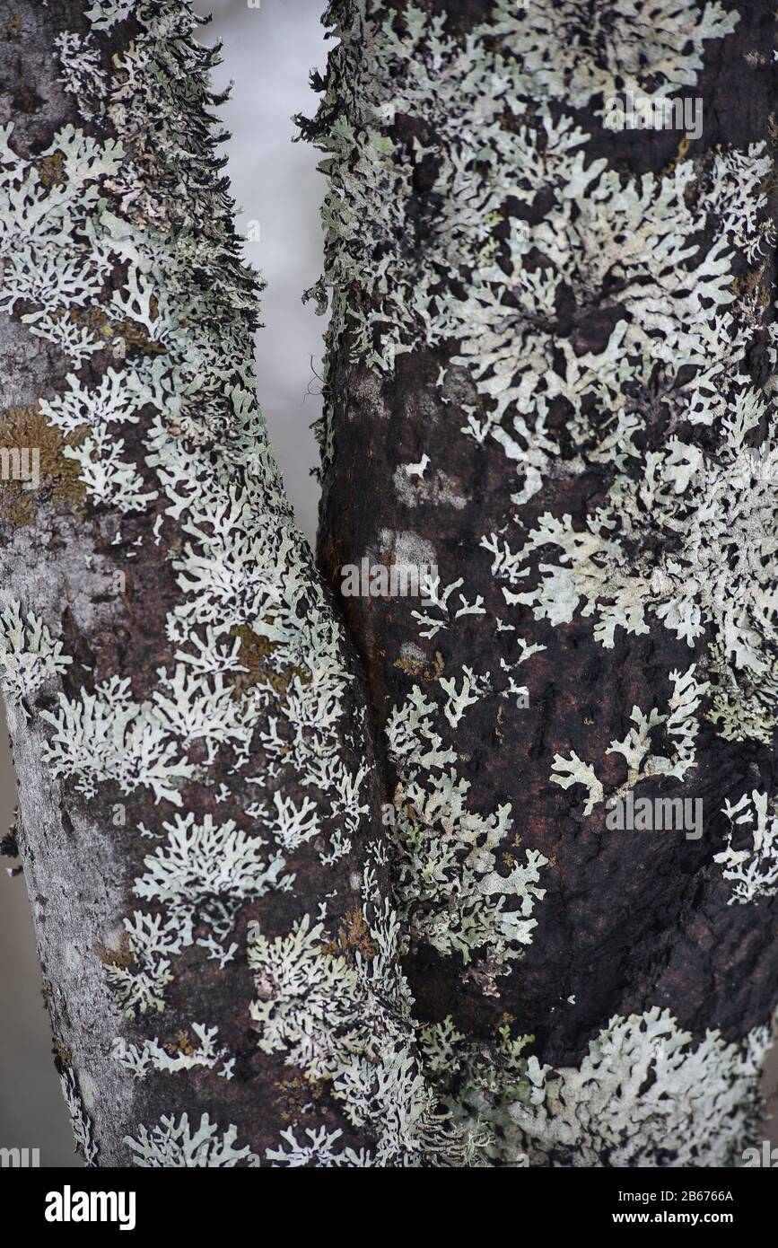 Willow trunk close-up, overgrown with moss and lichen Stock Photo - Alamy