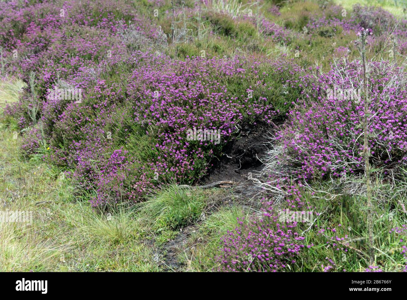 Purple heather in flower north york moors national park hi-res stock ...