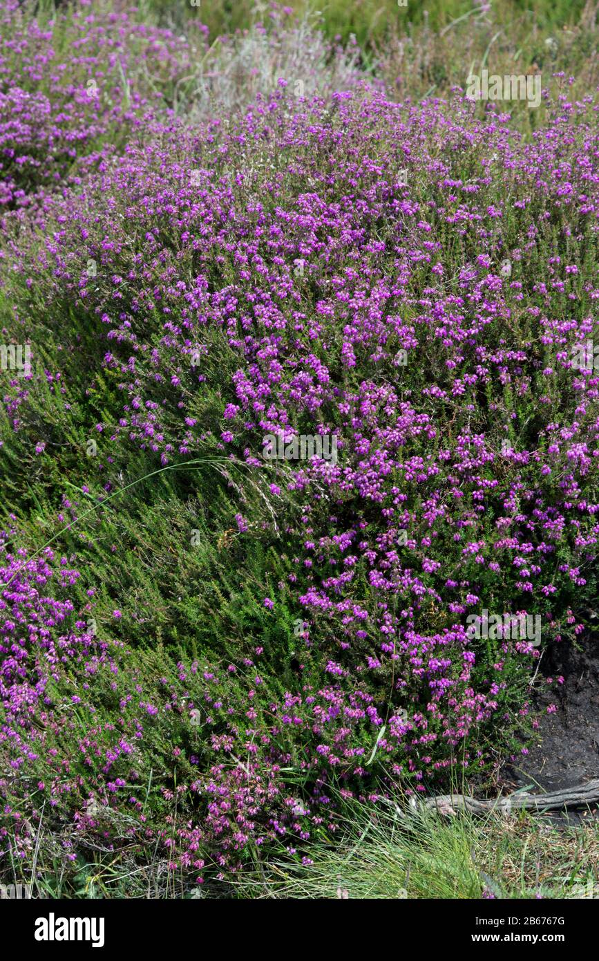 Purple heather in flower north york moors national park hi-res stock ...
