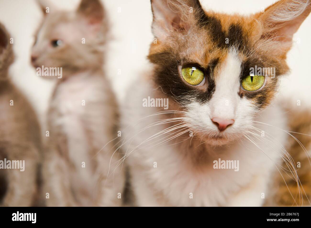 La Perm cat with two kittens Stock Photo - Alamy
