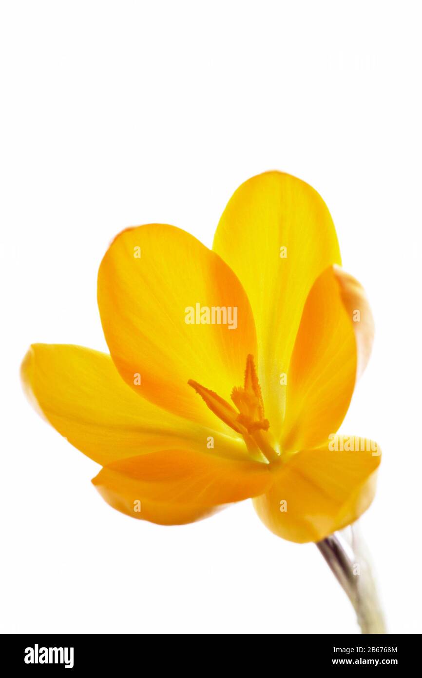yellow crocus on white background Stock Photo - Alamy