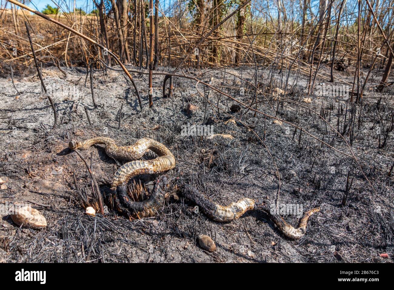 Fire snake hi-res stock photography and images - Alamy