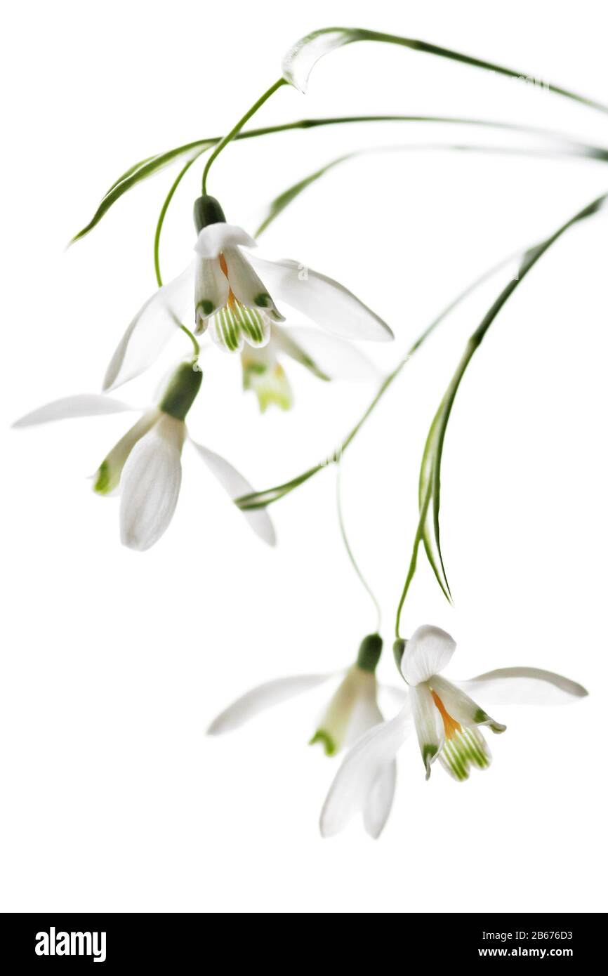 snowdrops on white background Stock Photo - Alamy