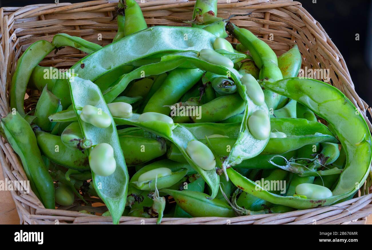 Peeled Broad Beans High Resolution Stock Photography and Images - Alamy