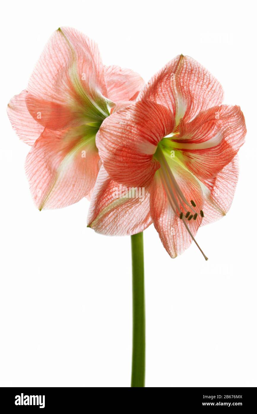 Hippeastrum bulbs hi-res stock photography and images - Alamy