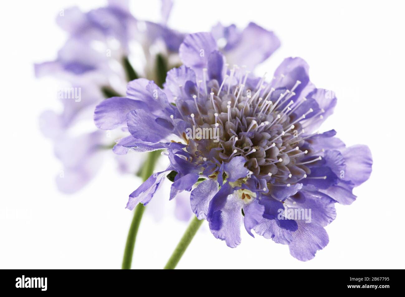Background scabious Cut Out Stock Images & Pictures - Alamy