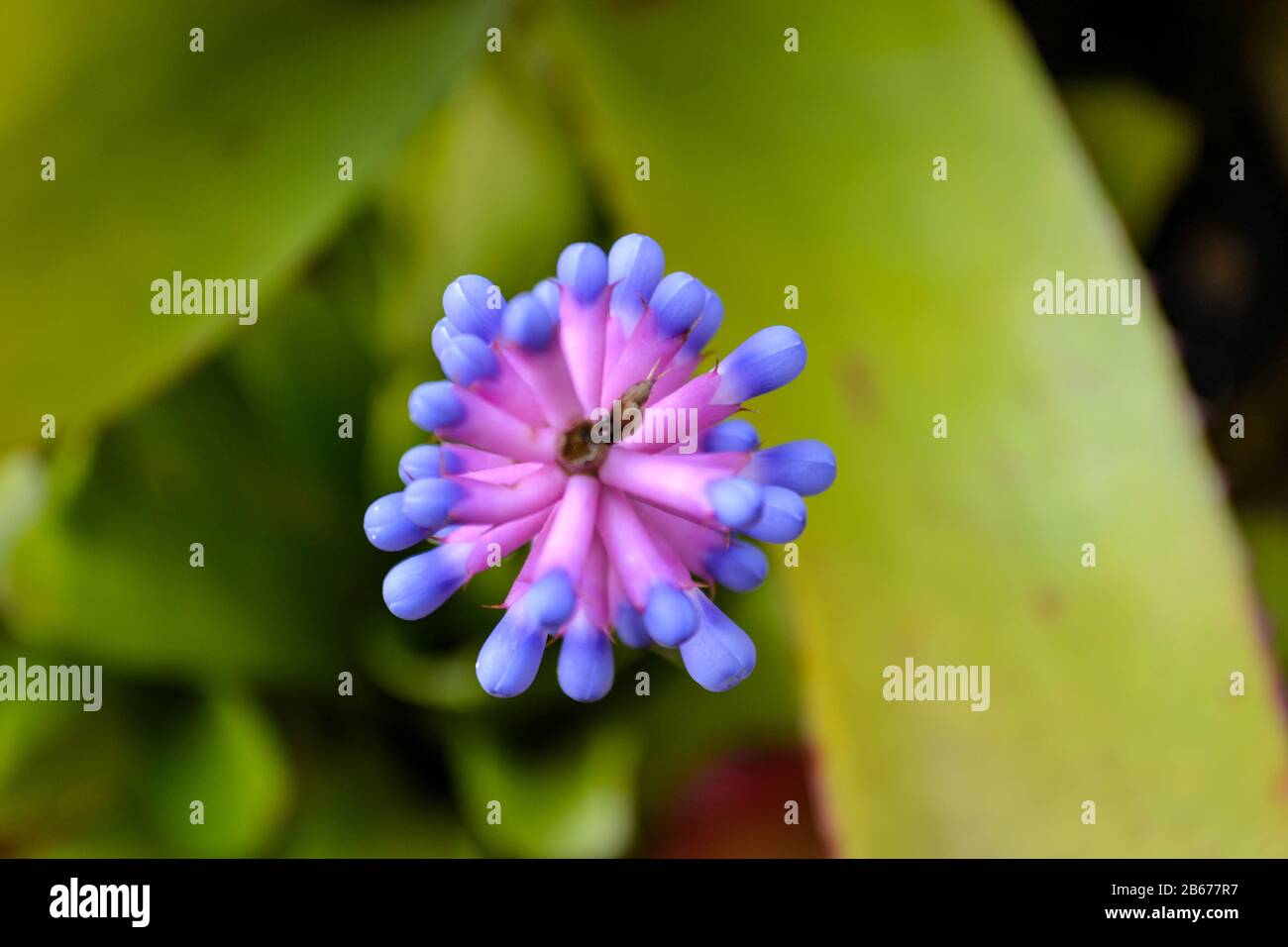 Urn plant flower in full bloom, above angle view Stock Photo - Alamy