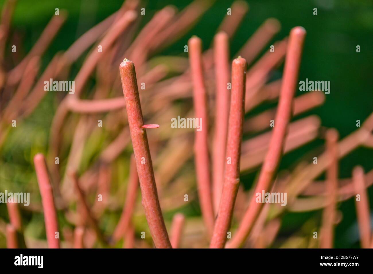 Leafless plant hi-res stock photography and images - Alamy