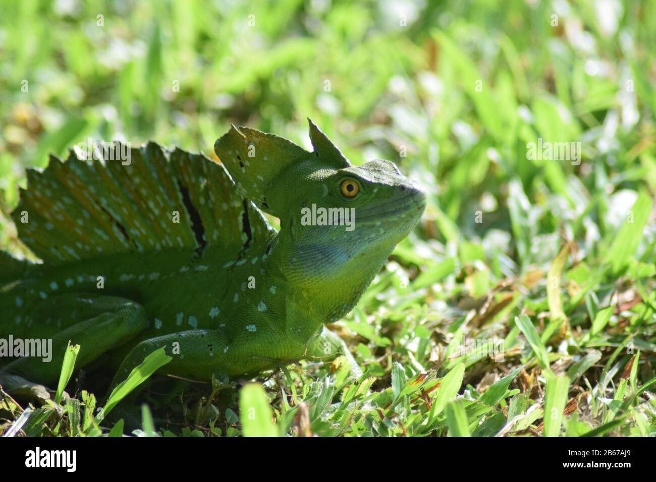 Costa Rica Gecko High Resolution Stock Photography and Images - Alamy